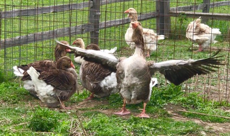 Raising Giant Dewlap Toulouse Geese and Heritage Narragansett Turkeys ...